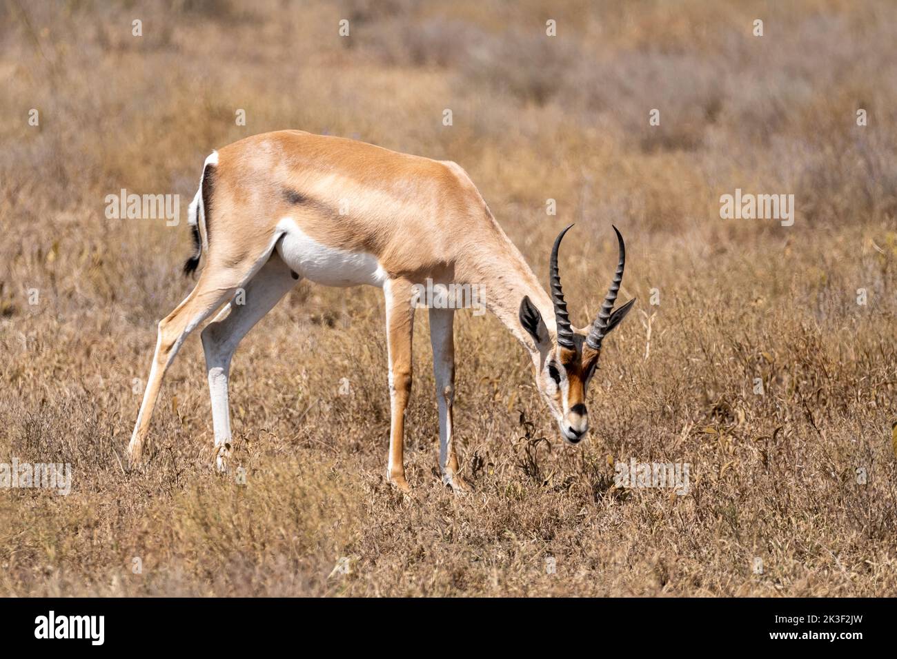 Isolated Thomson's gazelle (Eudorcas thomsonii) grazing in Ngorongoro ...