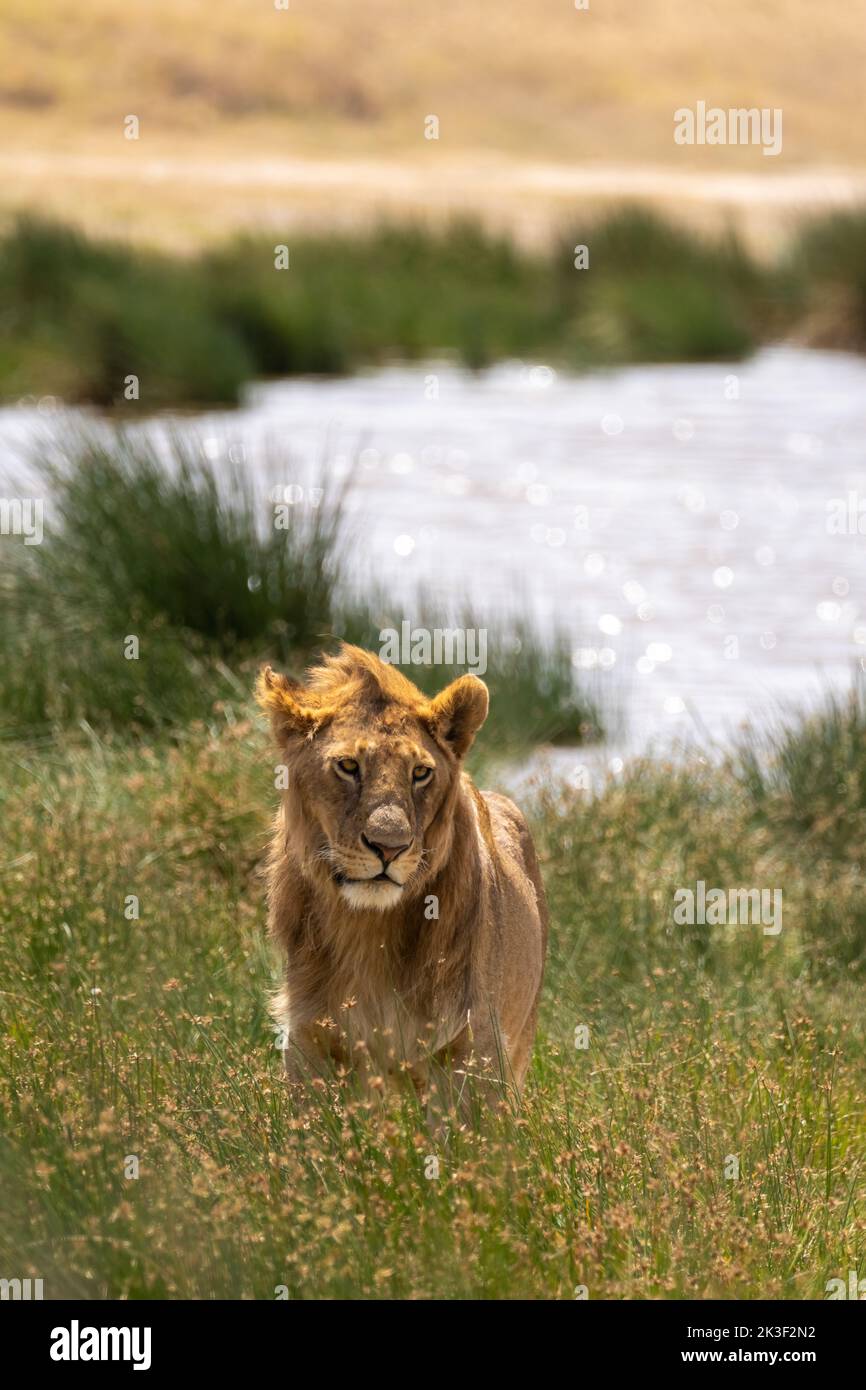 wild young lion standing in the savanna near a waterhole on a sunny day ...