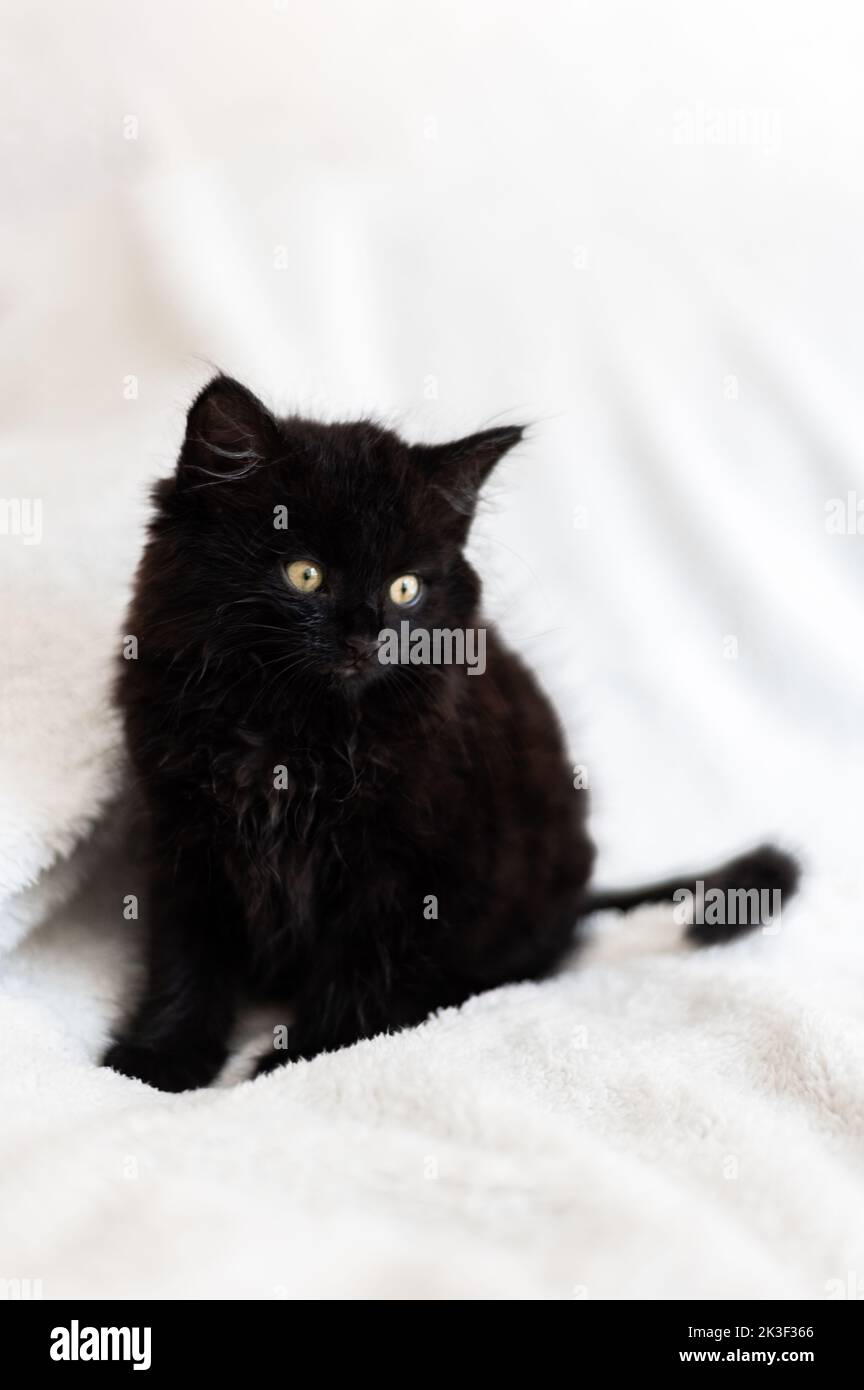 Cute black kitten on white background Stock Photo - Alamy