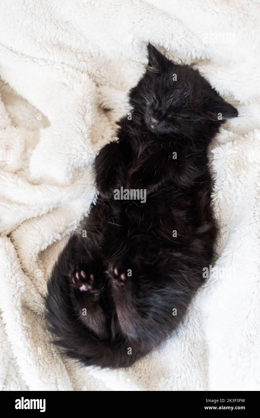 Cute black kitten on white background Stock Photo - Alamy
