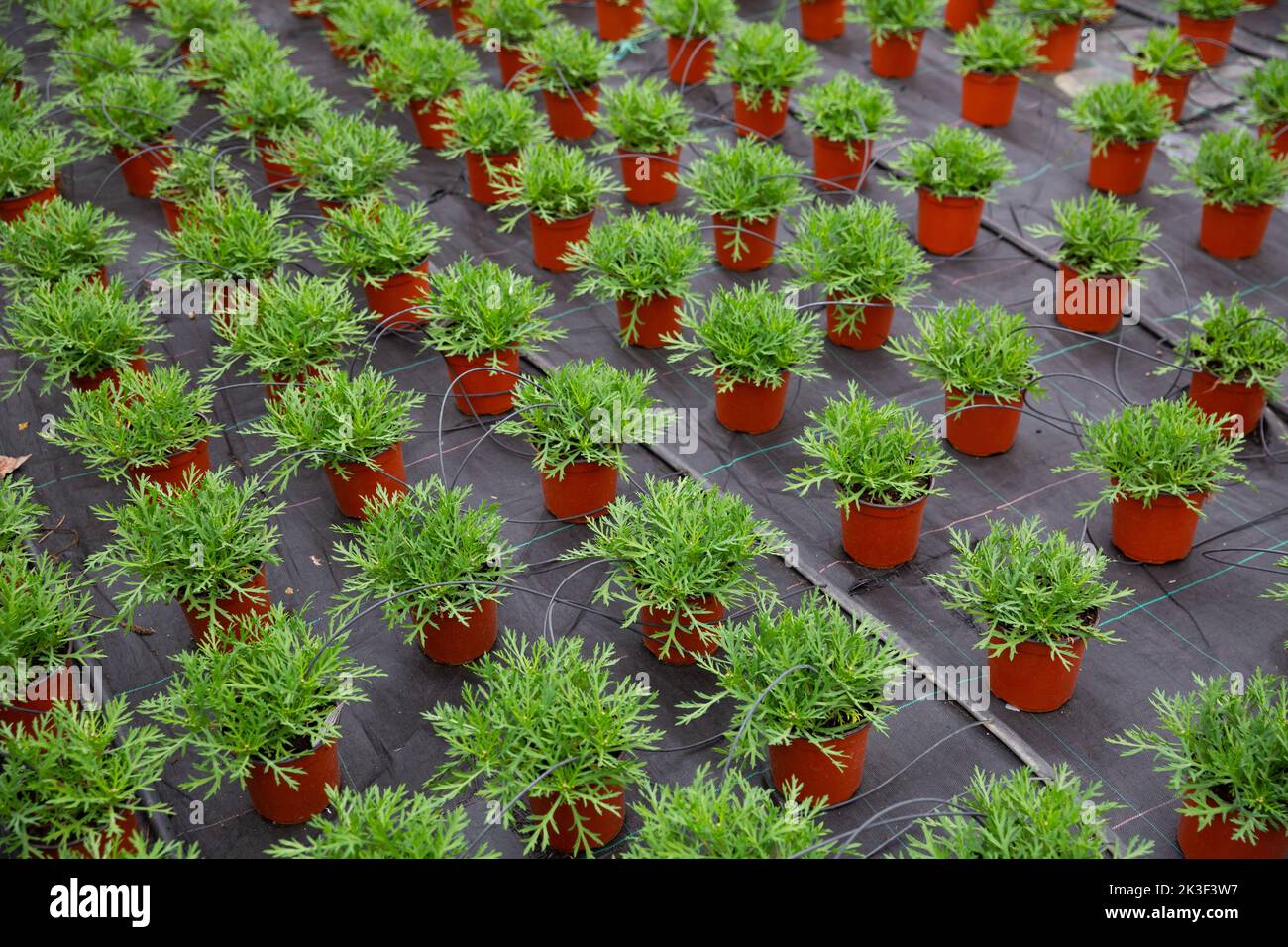 Rows of white perc plants in pots in greenhouse Stock Photo - Alamy