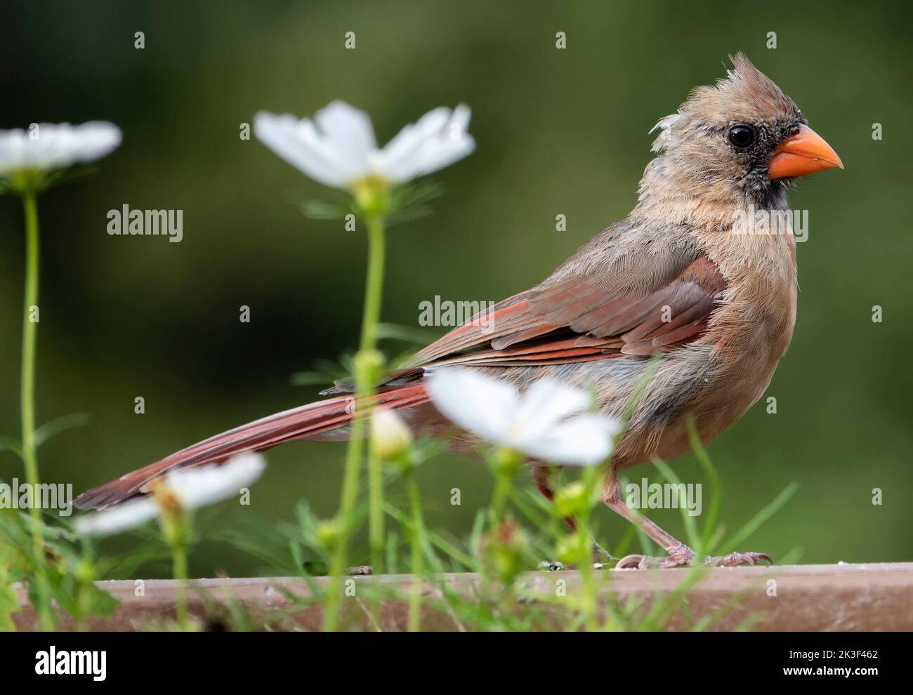 Female Northern Cardinal poses on the deck Stock Photo - Alamy