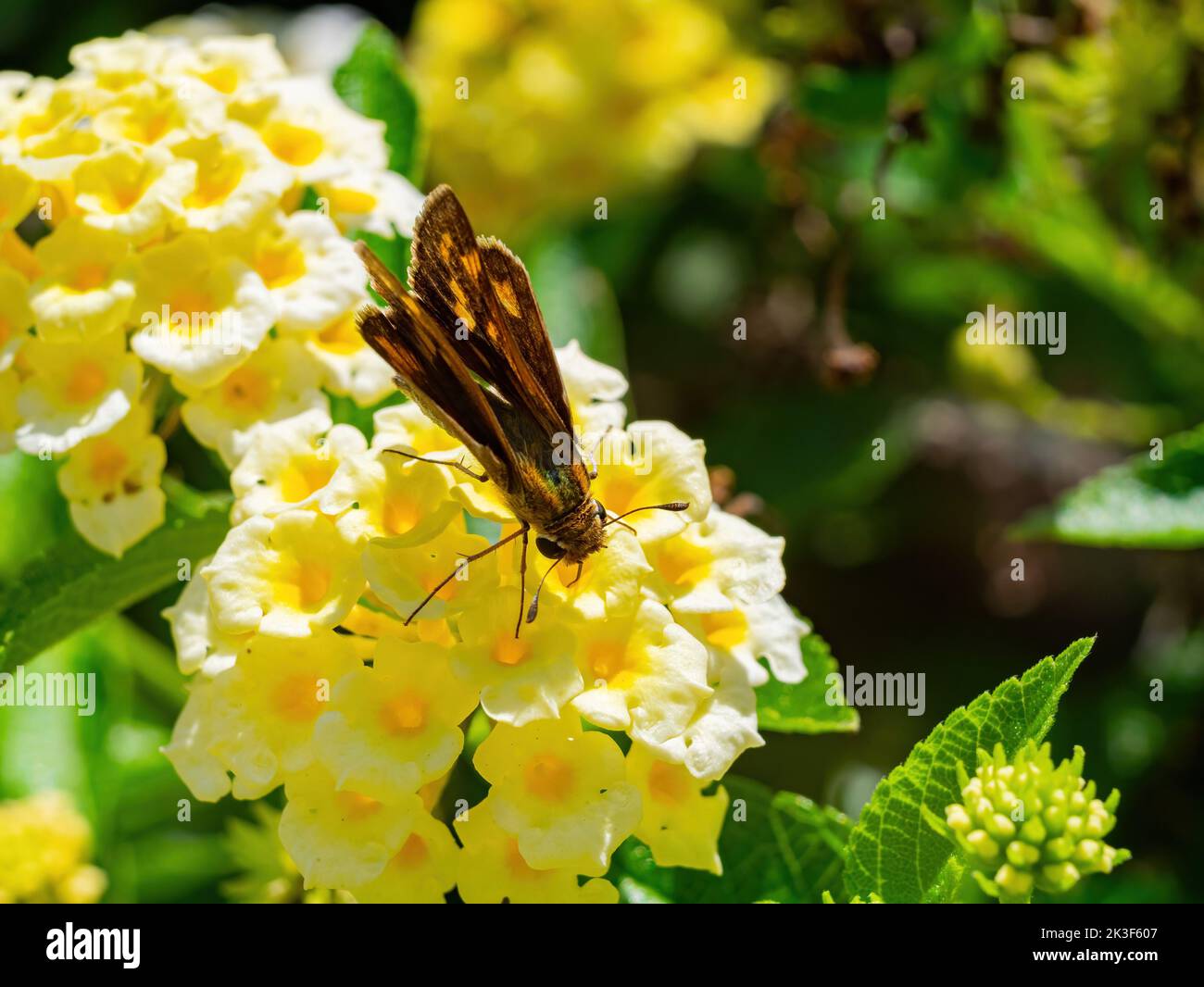 Close up shot of Fiery skipper eating the Lantana camara flower at Echo ...