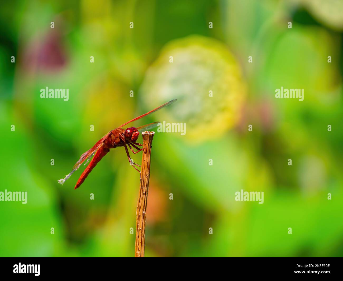 Close up shot of Neon skimmer in the Echo Park Lake at Los Angeles ...