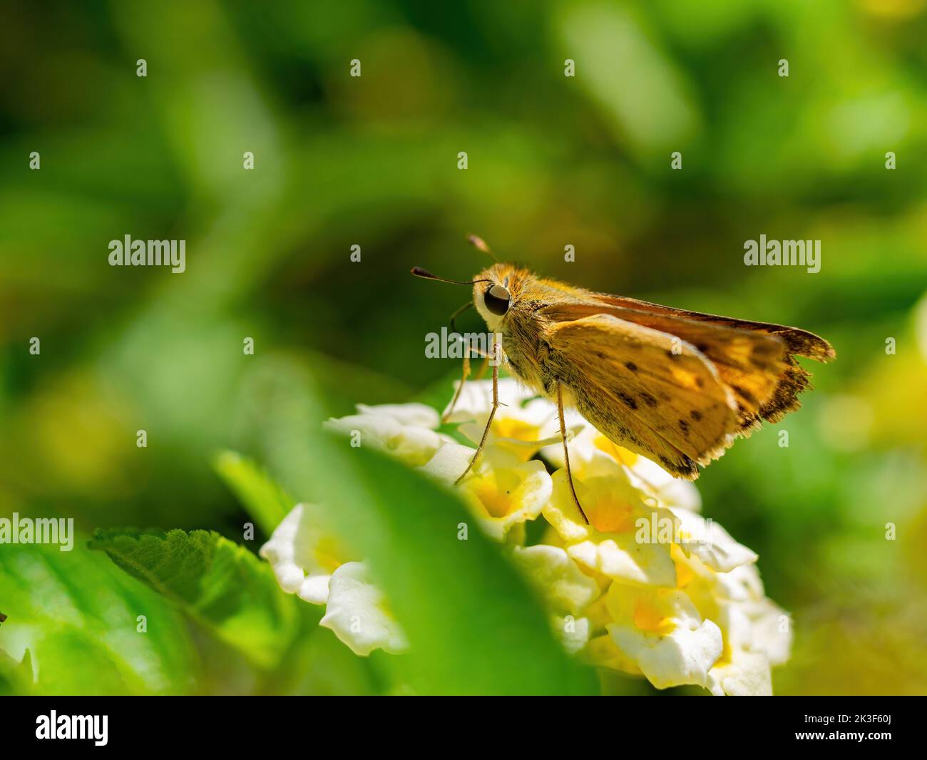 Close up shot of Fiery skipper eating the Lantana camara flower at Echo ...