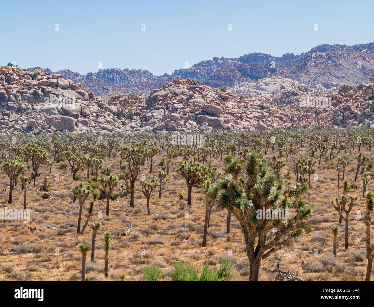 Landscape in Joshua Tree National Park at California, USA Stock Photo ...