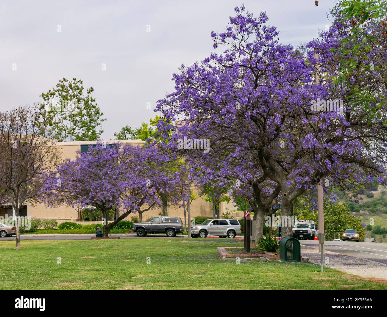 Daytime view of the Jacaranda Trees blossom at California Stock Photo ...