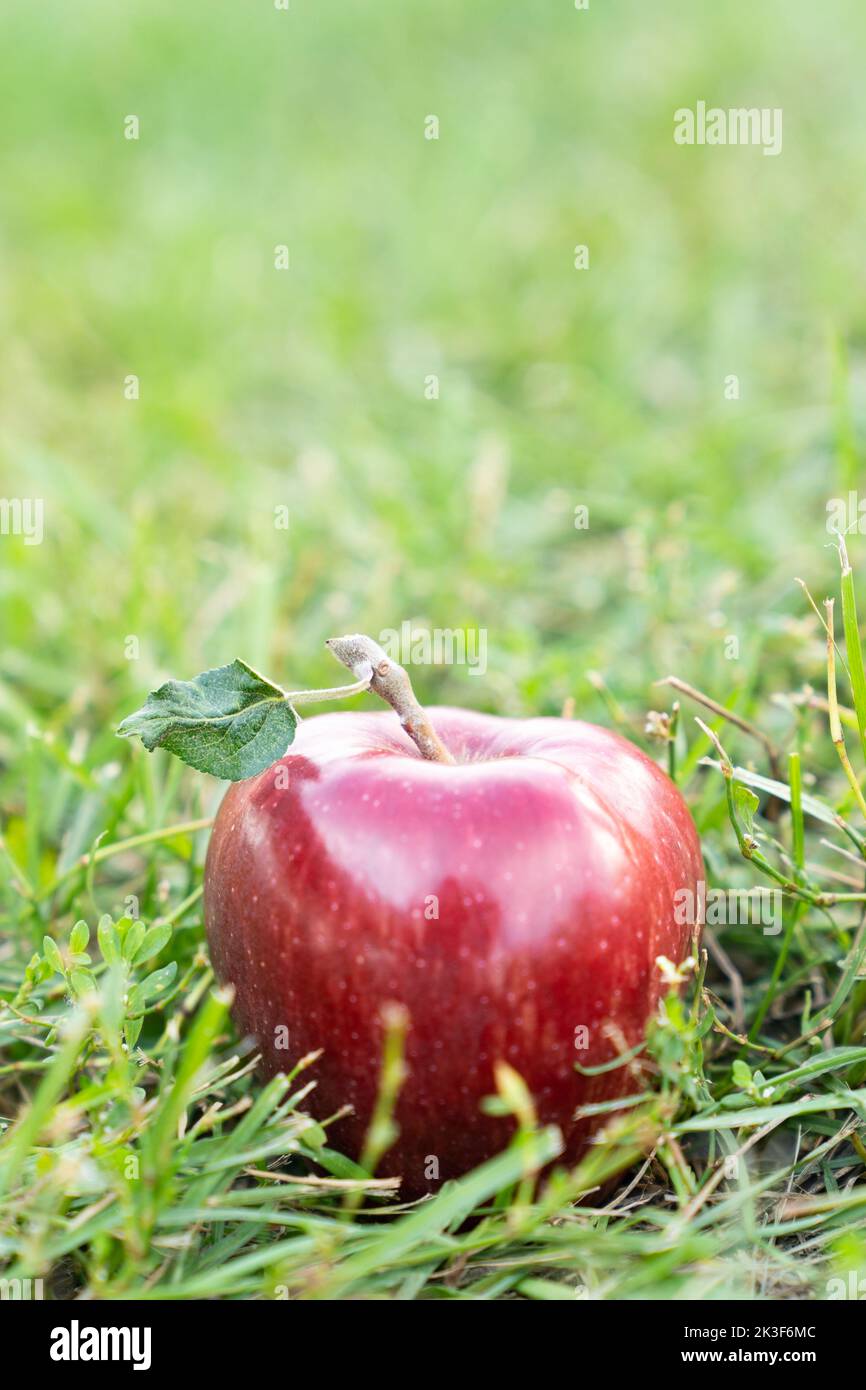 Red ripe apple on the ground in an orchard, garden Stock Photo - Alamy