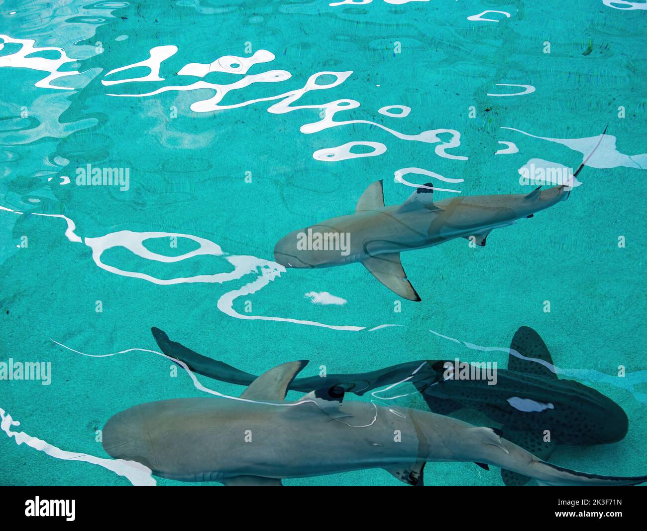 Close up shot shark swimming hi-res stock photography and images - Alamy