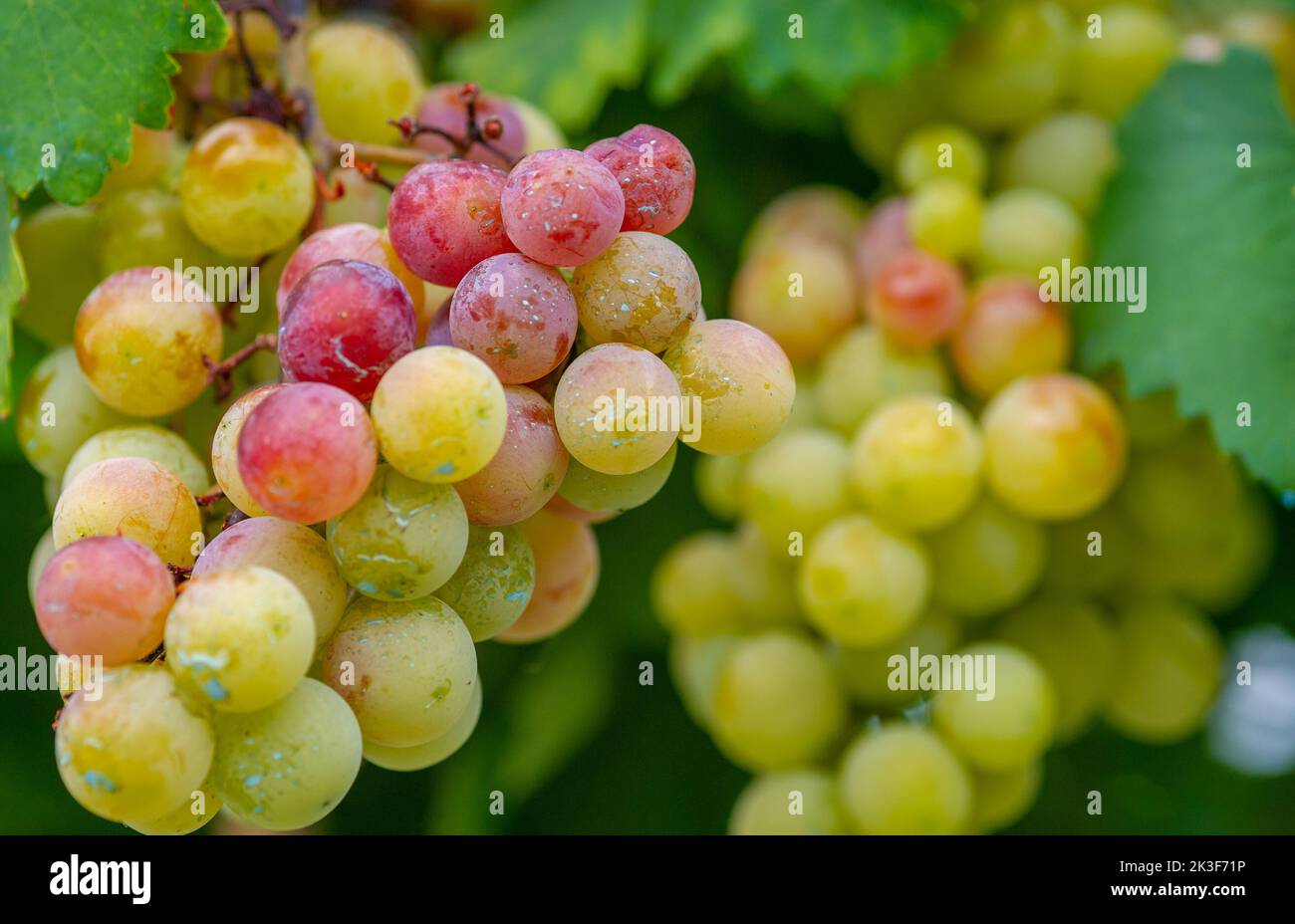 Grapes ready for picking in early autumn with almost yellow berries ...