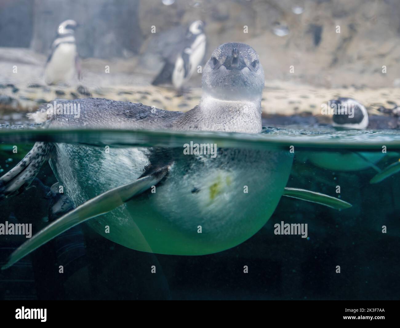 Close up shot of penguin swimming in Aquarium at Los Angeles ...