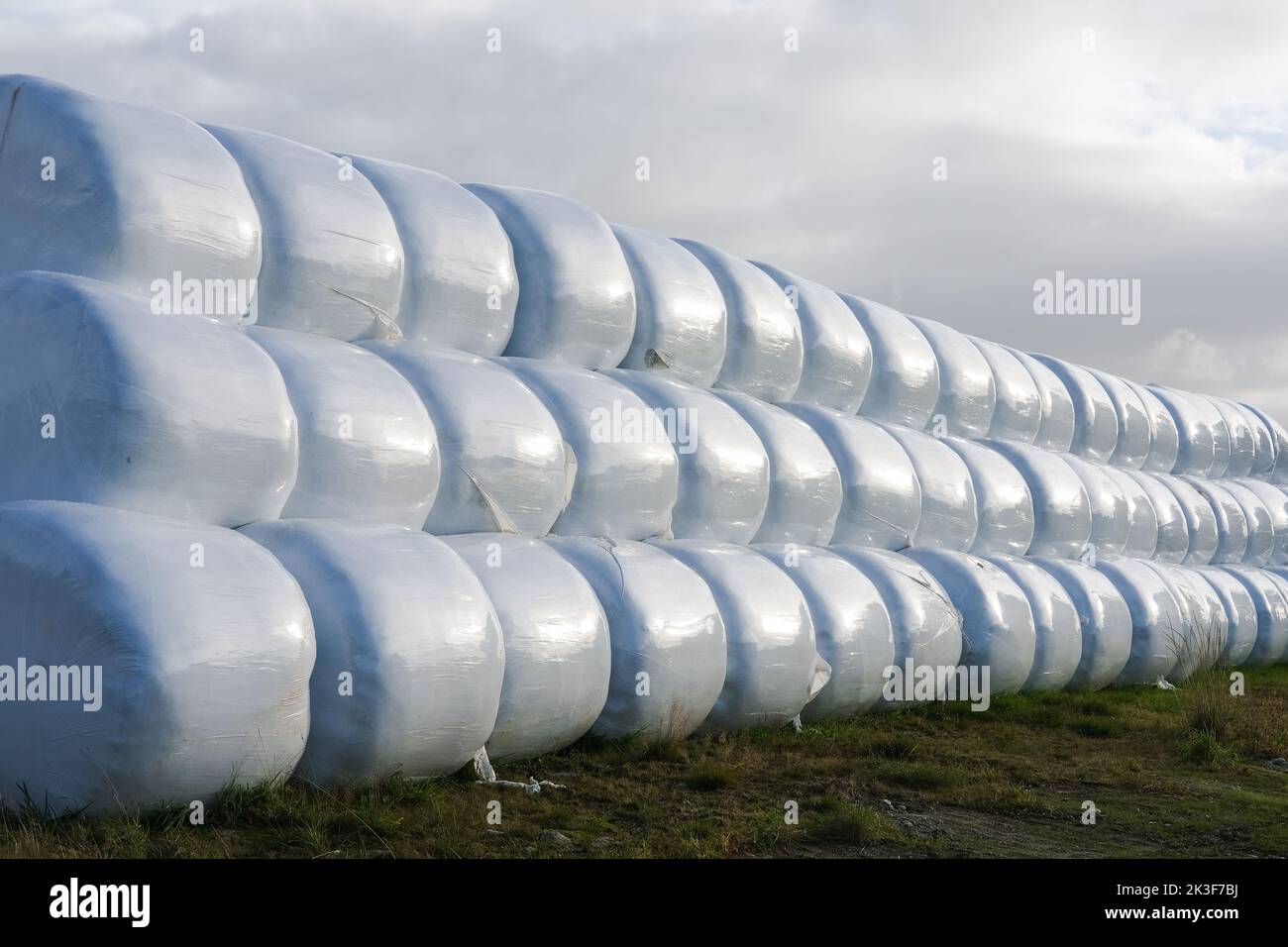Cylindrical bales of hay wrapped hi-res stock photography and images ...
