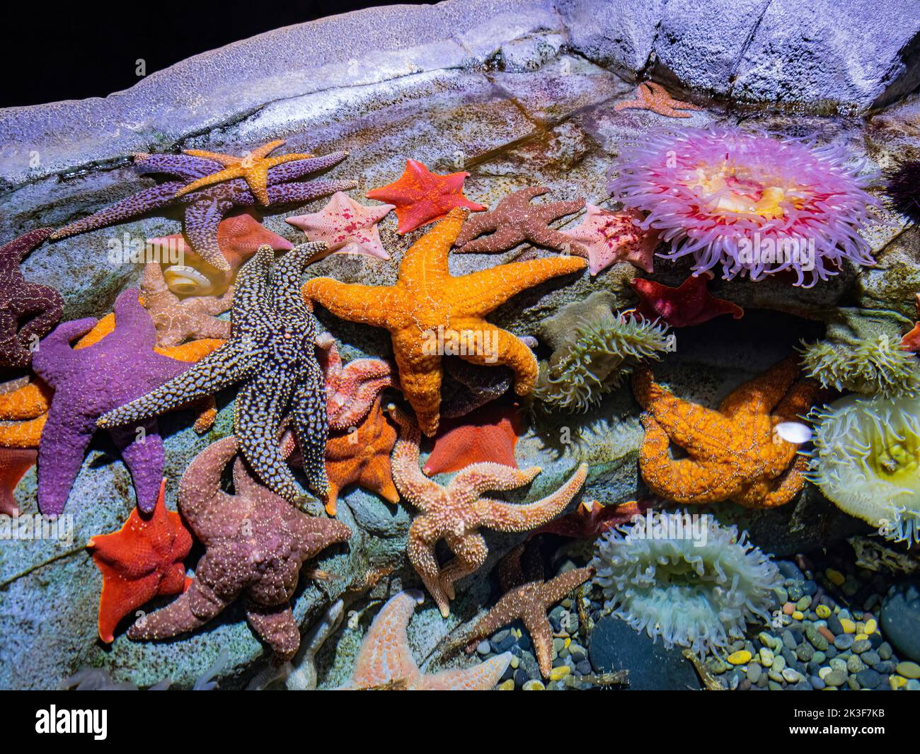 Close up shot of many sea stars at Los Angeles, California Stock Photo ...