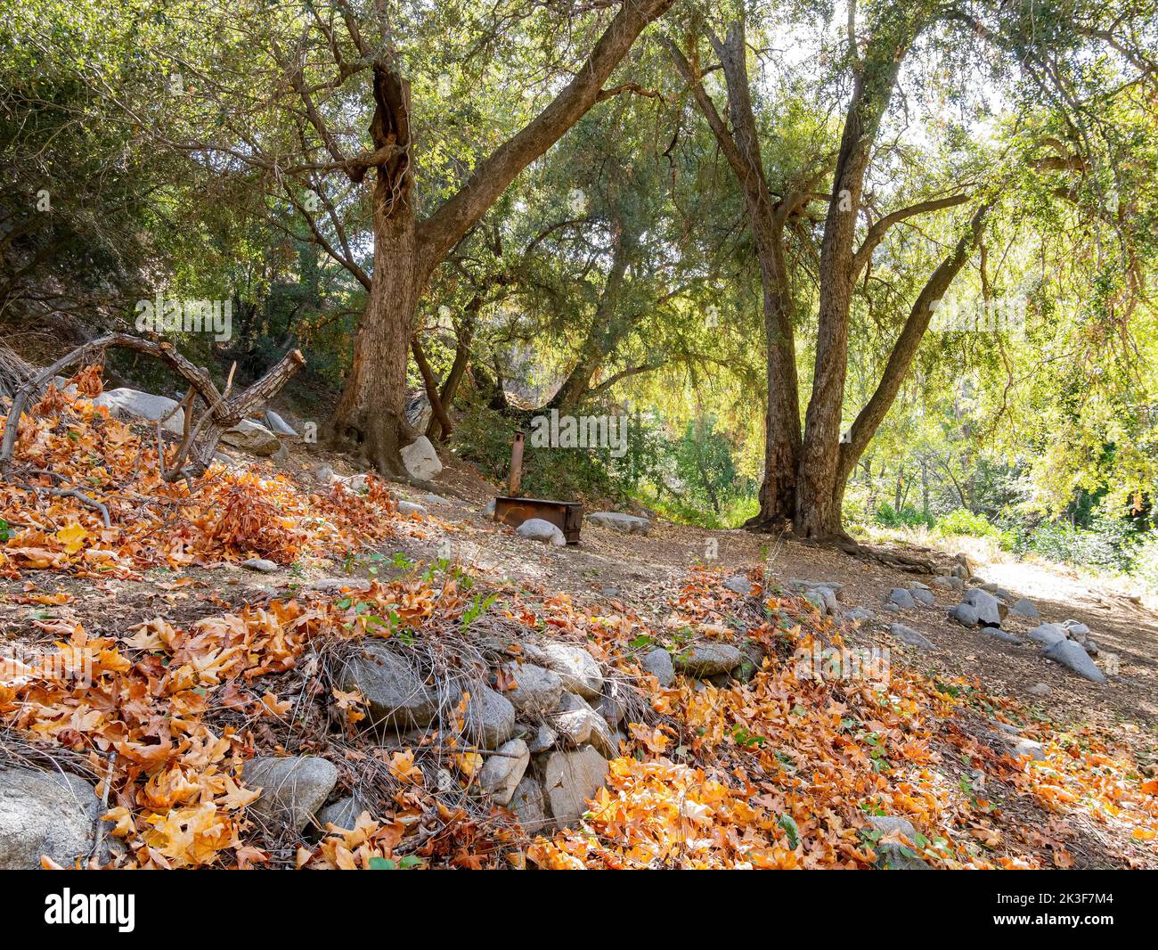 Many fallen leaves over the beautiful Switzer Falls Trail at Los ...