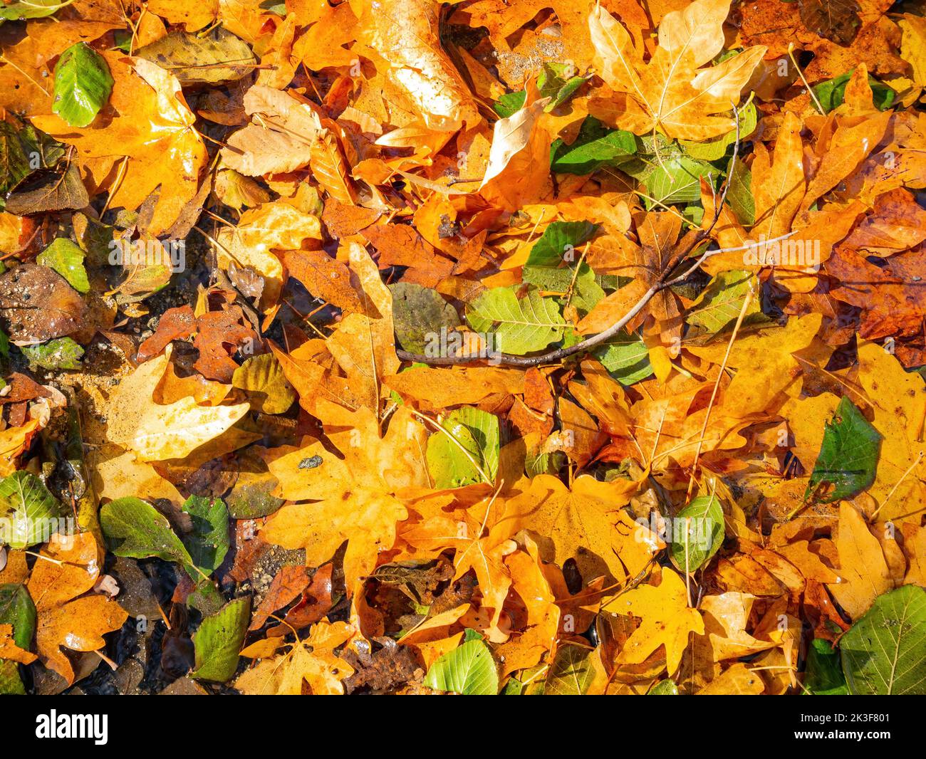 Many fallen leaves over the beautiful Switzer Falls Trail at Los ...