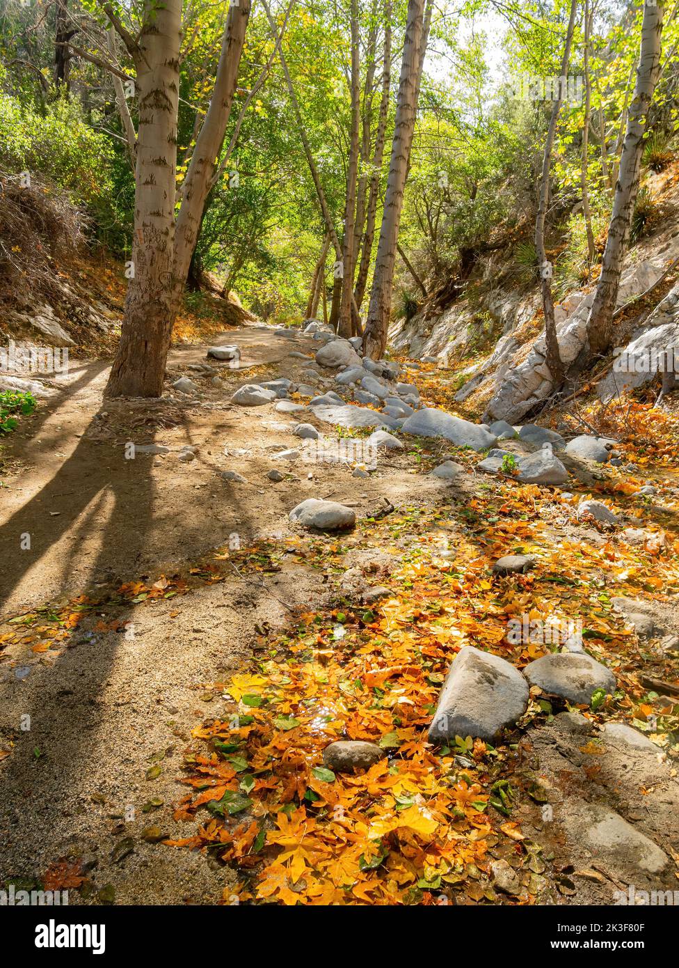 Many fallen leaves over the beautiful Switzer Falls Trail at Los ...