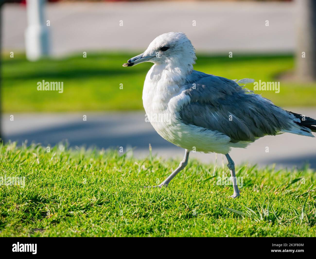 Close up shot of Seagull walking on meadow at Los Angeles, California ...