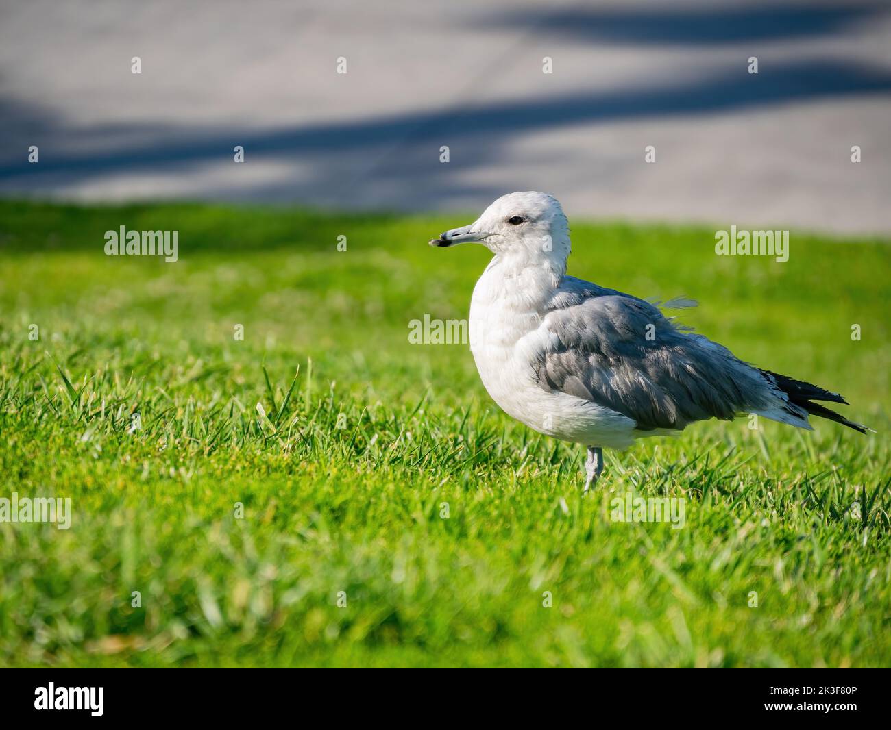 Close up shot of Seagull walking on meadow at Los Angeles, California ...