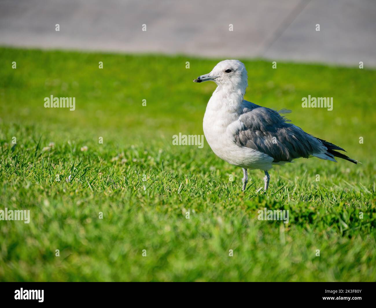 Close up shot of Seagull walking on meadow at Los Angeles, California ...