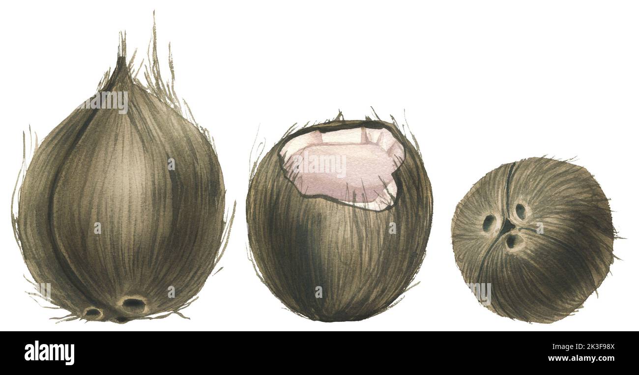 Coconuts whole and broken, different angles. Watercolor illustration ...