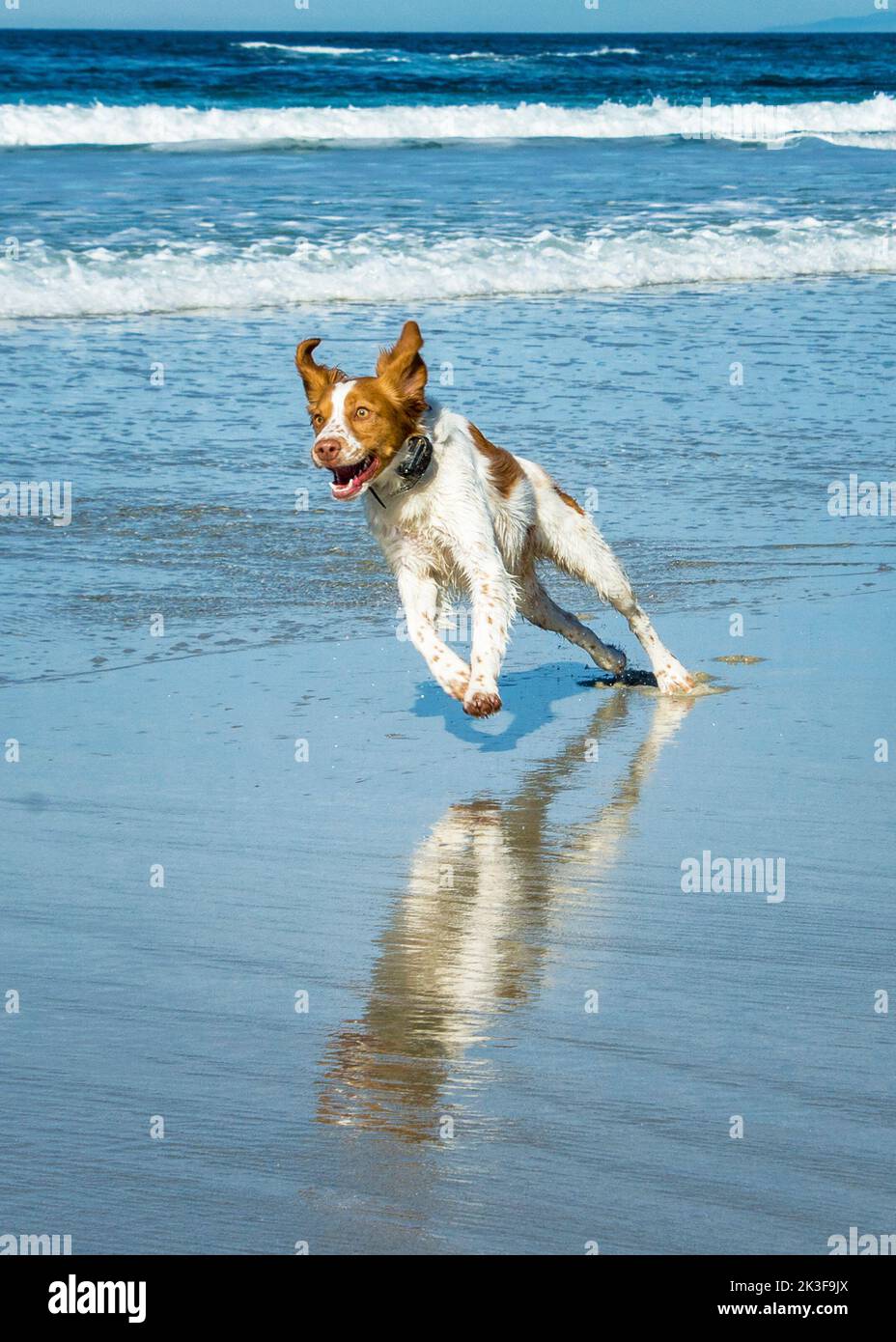 Happy Dog - Dog at the beach racing after a ball. The wind is blowing ...