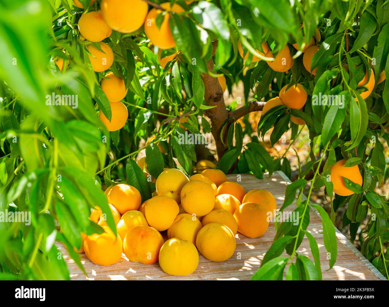 Yellow peaches on trees hi-res stock photography and images - Alamy