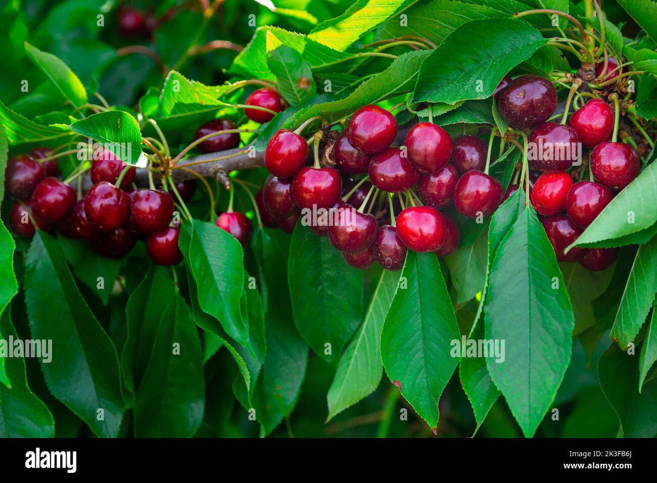 Red cherries growing on cherry tree Stock Photo - Alamy
