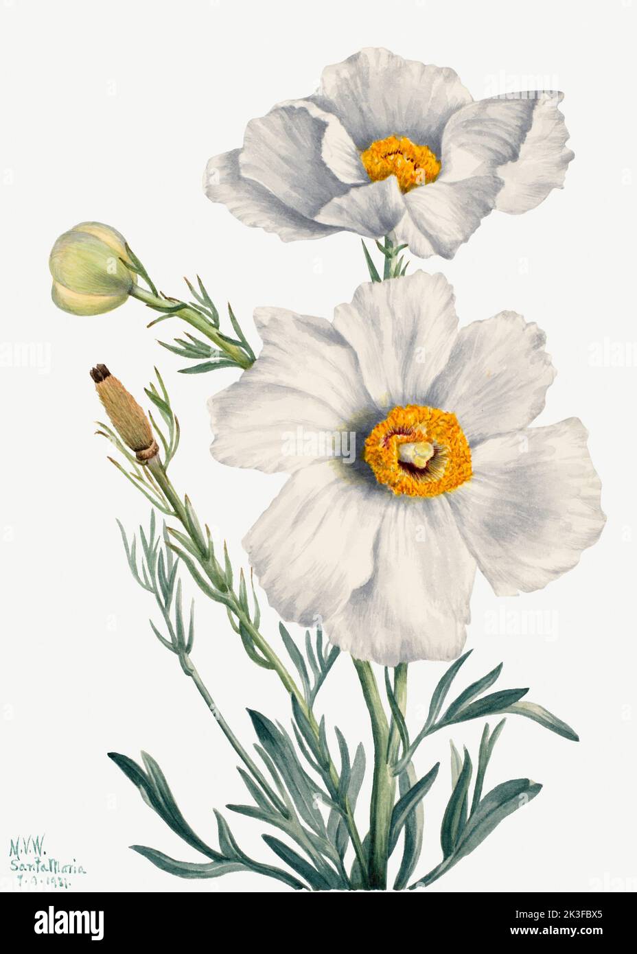 Matilija Poppy (Romneya coulteri) (1931) by Mary Vaux Walcott. Original ...