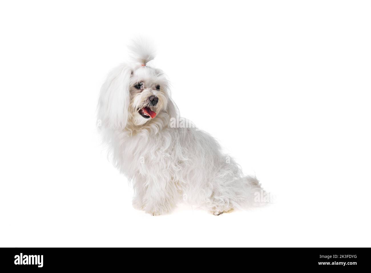 Beautiful and cute white bichon maltese dog over isolated background ...