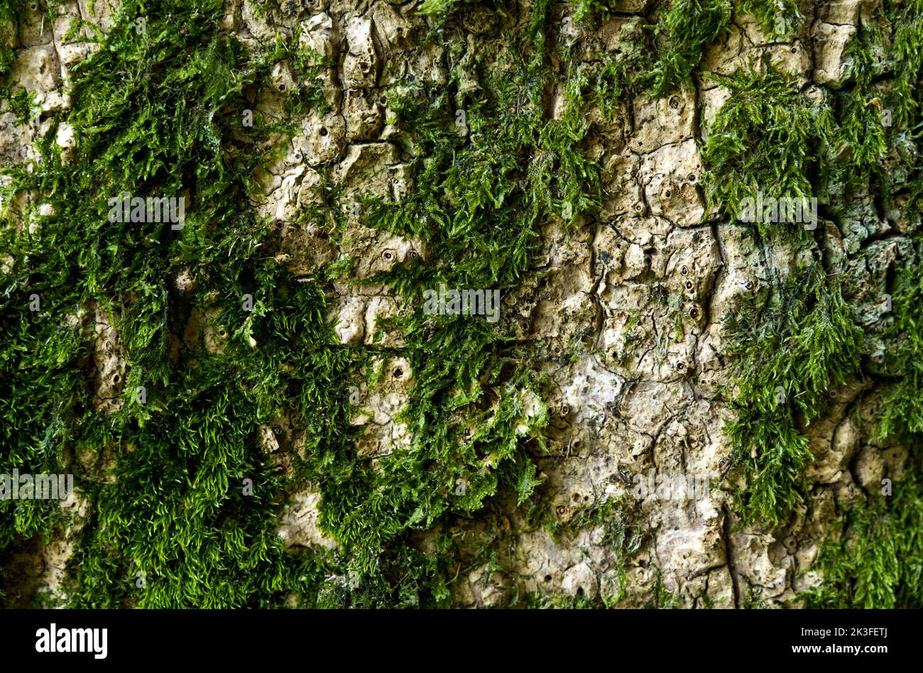 Texture of tree bark with green moss. Texture and backgrounds Stock ...