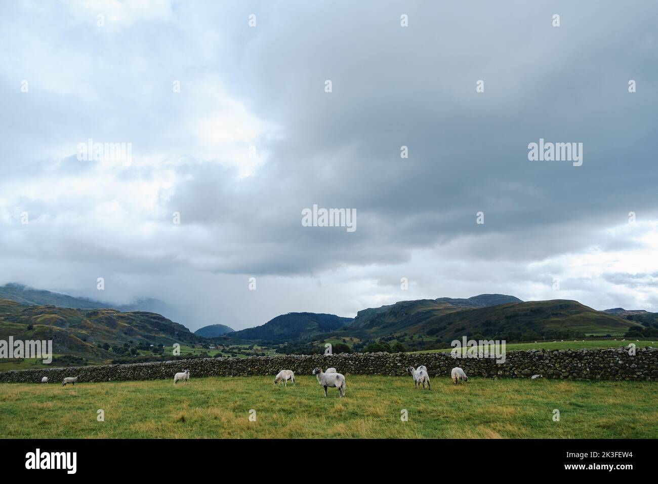 Mountains and sheep farm field view in Cumbria, England, United Kingdom ...