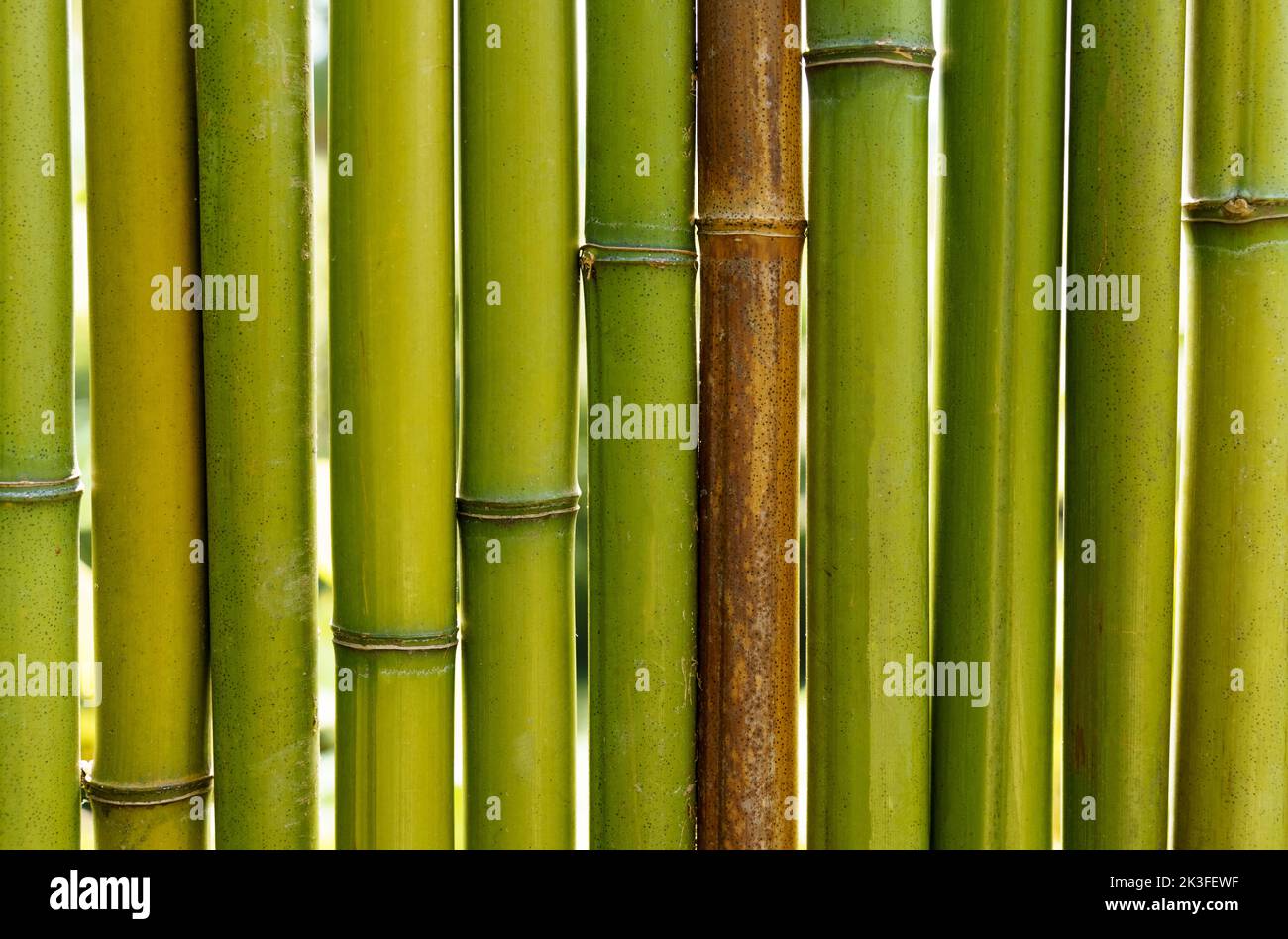 Green Bamboo Texture