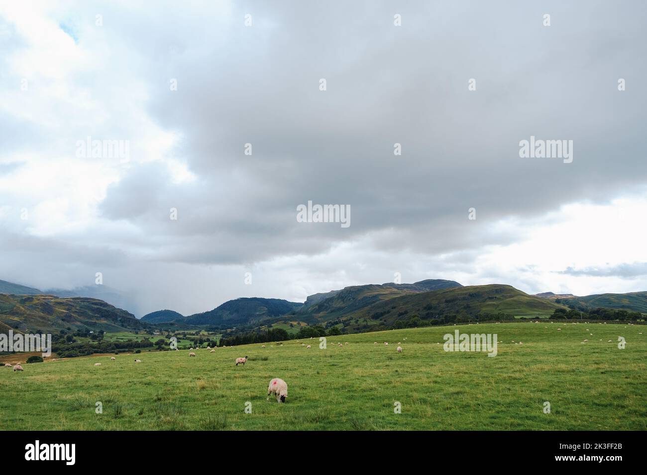 Mountains and sheep farm field view in Cumbria, England, United Kingdom ...