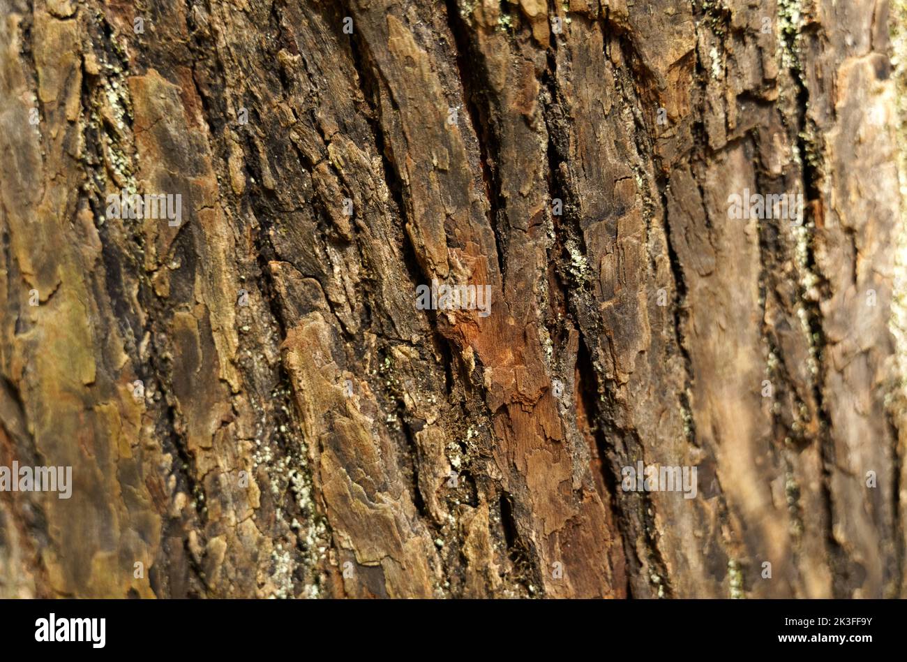 Deep texture of the brown bark of a tree in the rays of the sun ...