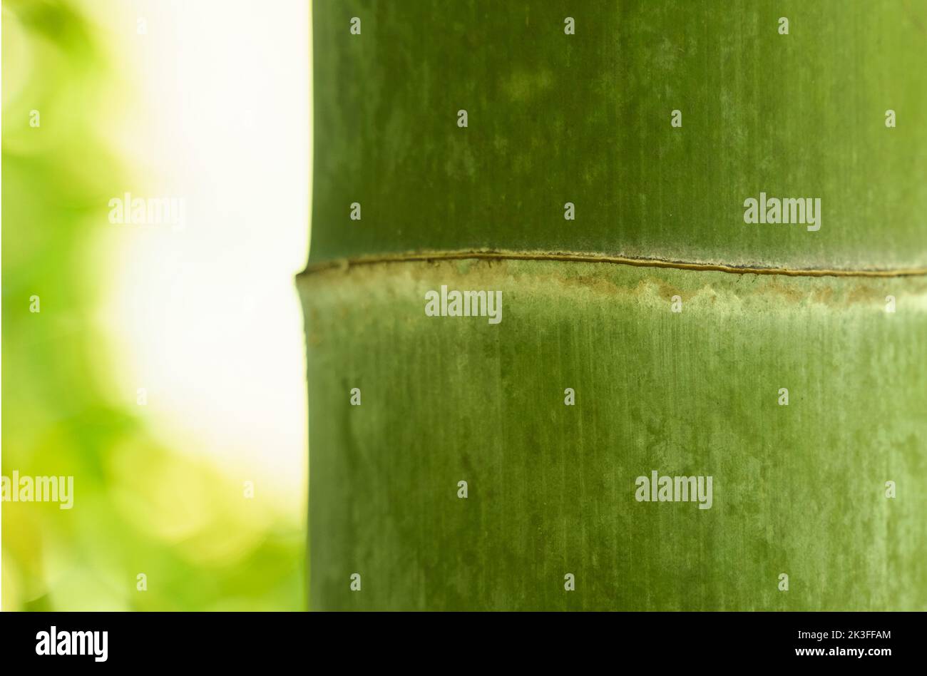 Close-up of the green texture of a bamboo trunk. Backgrounds and ...