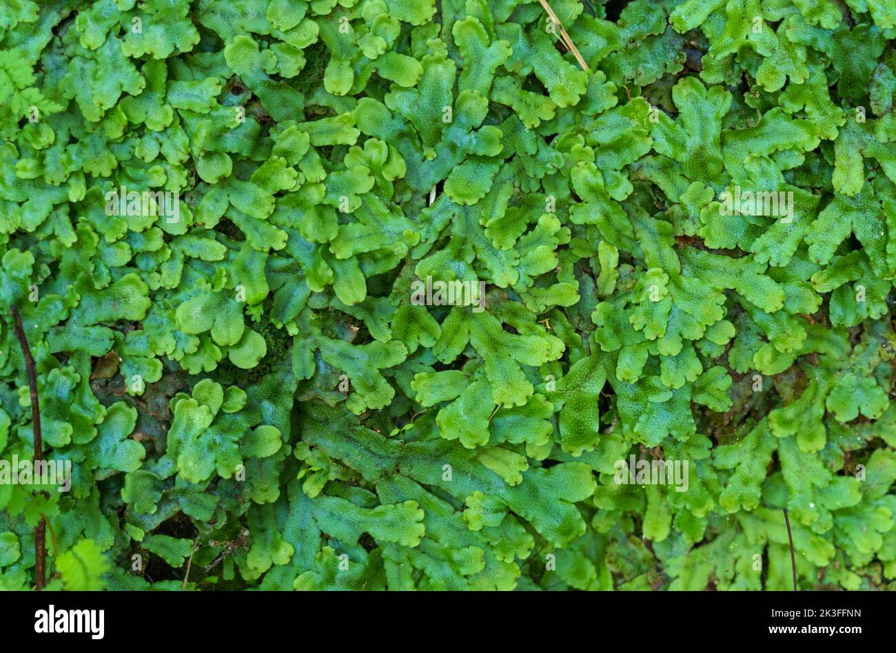 Close-up of the green texture of the small leaves of a plant ...