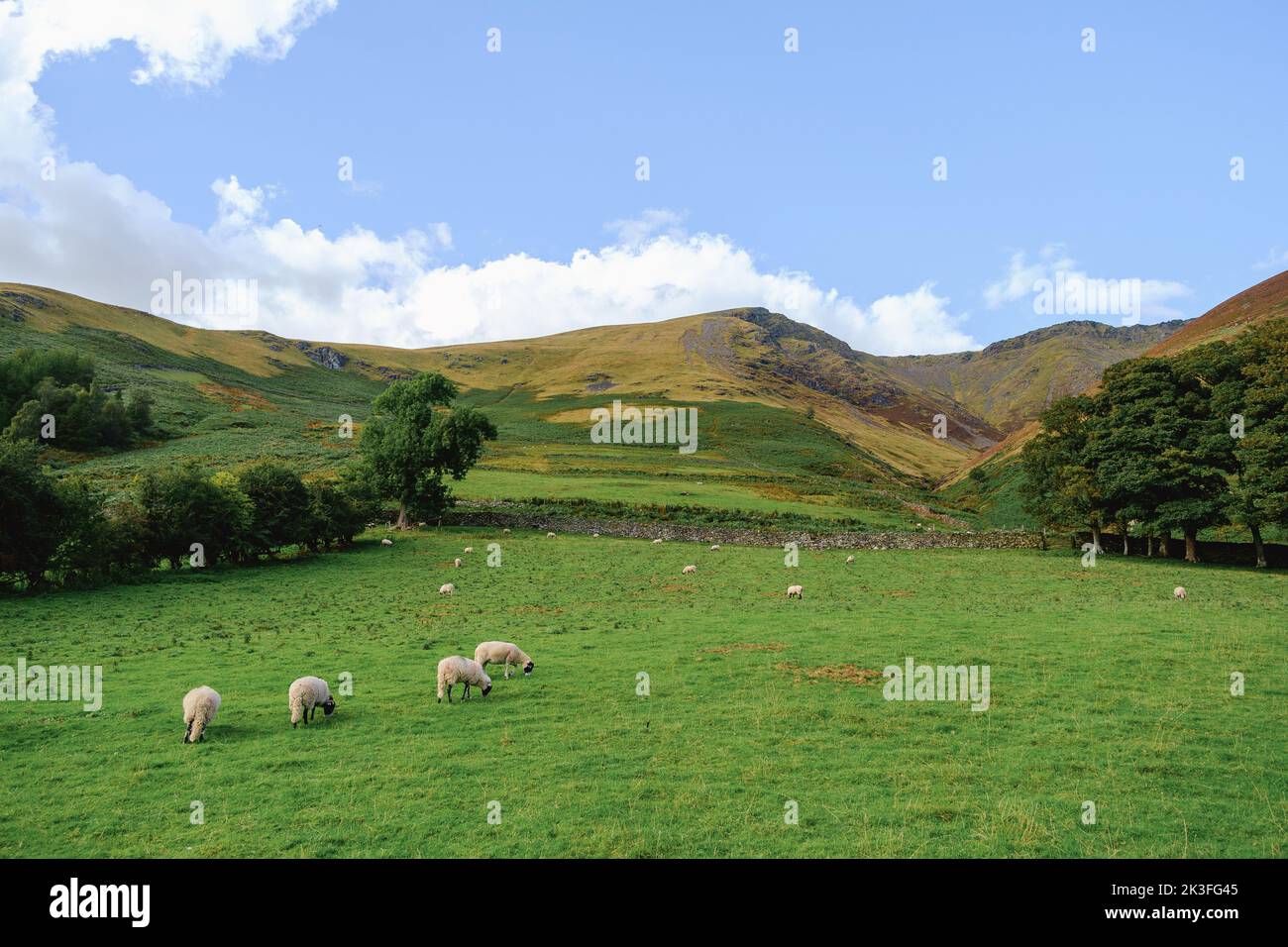 Mountains and sheep farm field view in Cumbria, England, United Kingdom ...