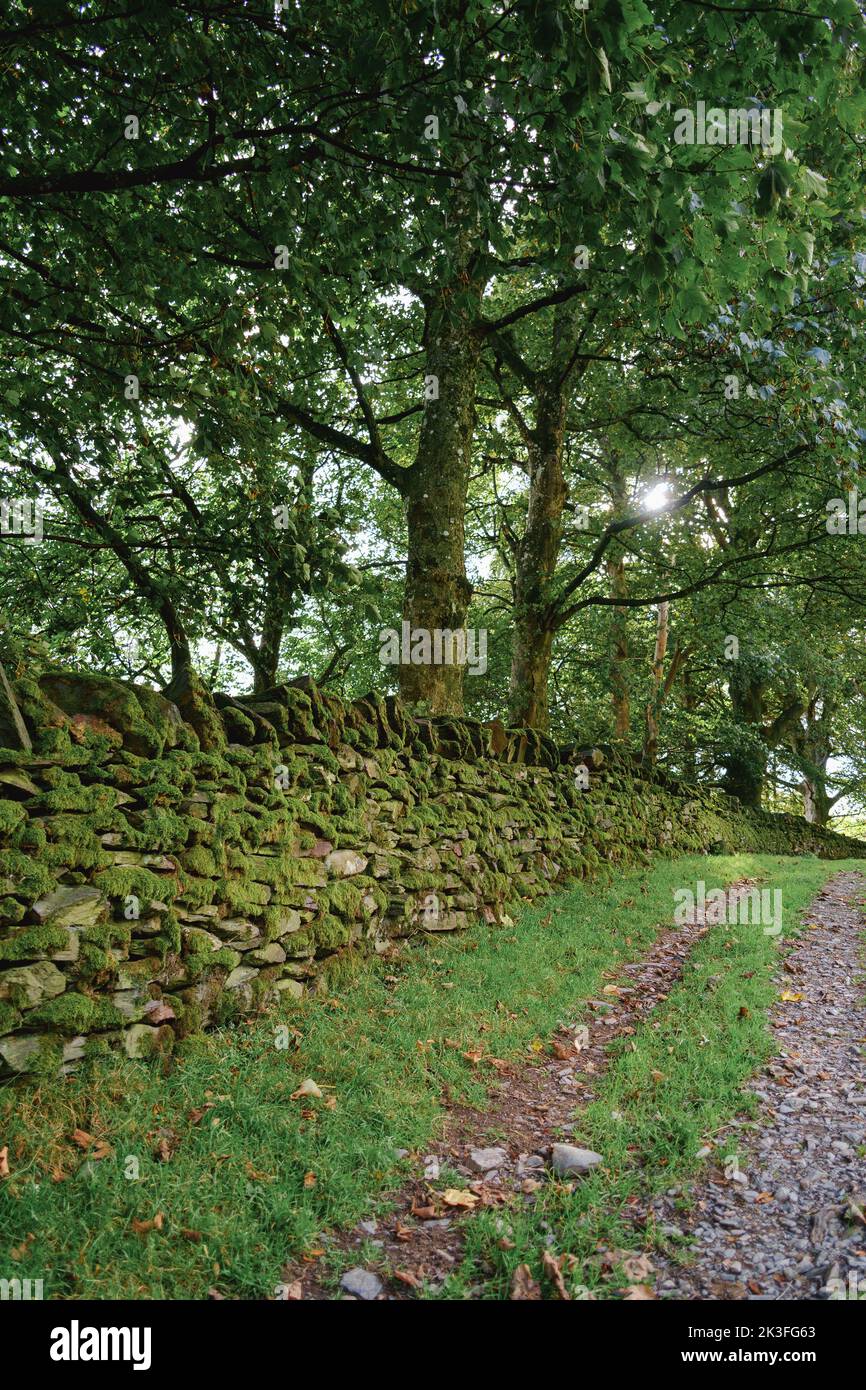 Old overgrown dry stone wall Stock Photo - Alamy