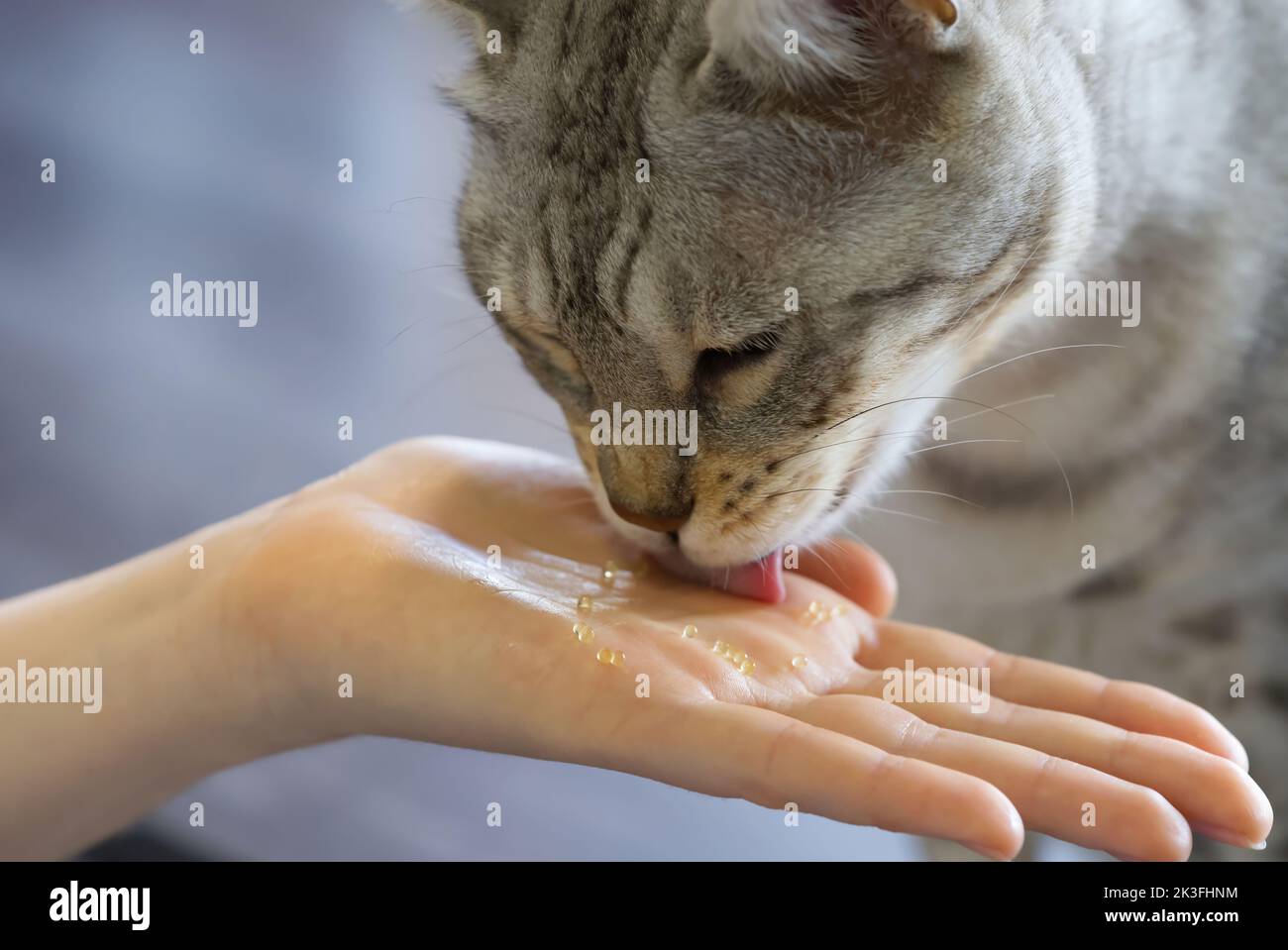 cat eat caviar from hand Stock Photo - Alamy