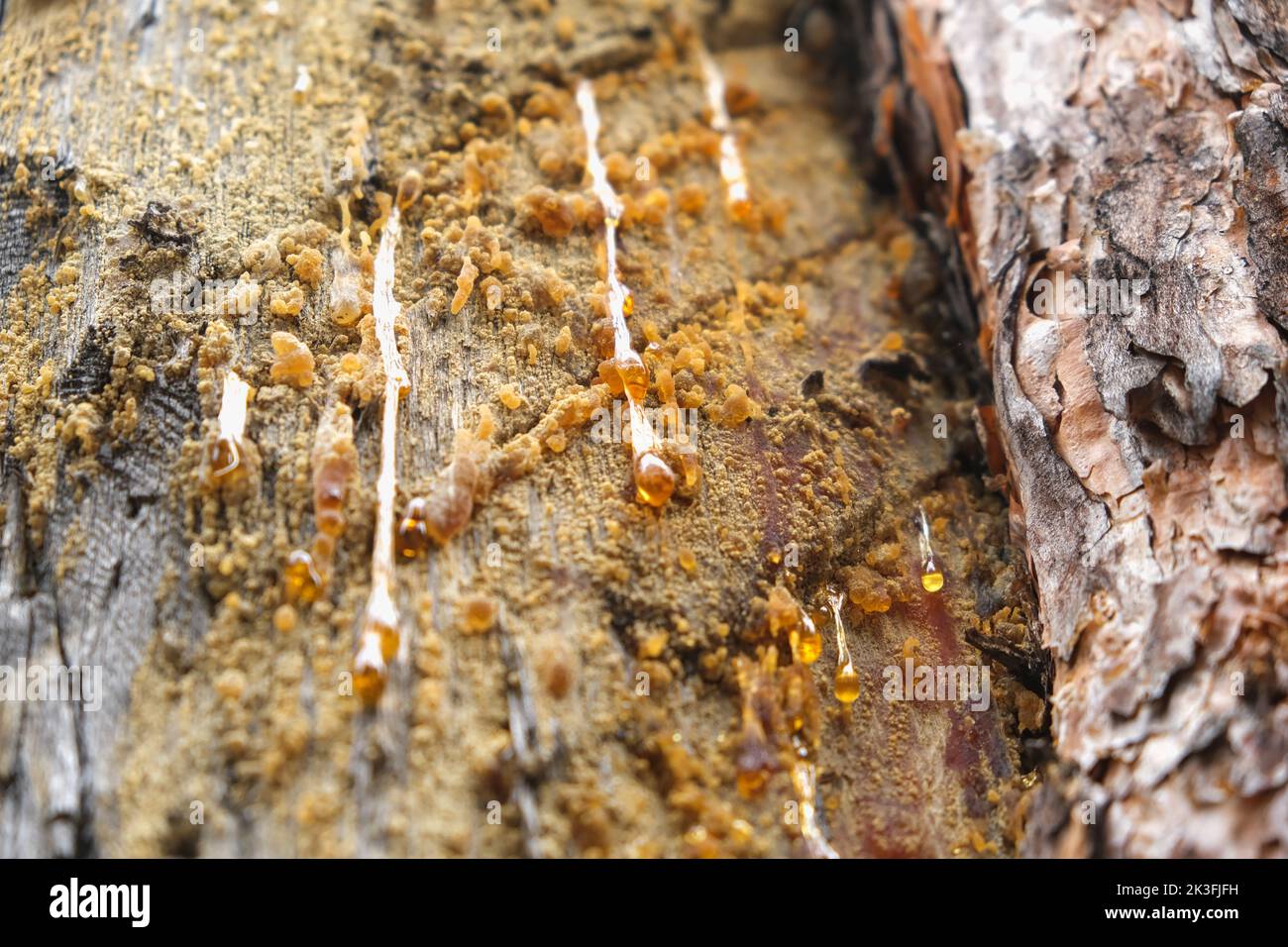 Wood resin coming out of wood. Tree sap coming out of a pine tree ...