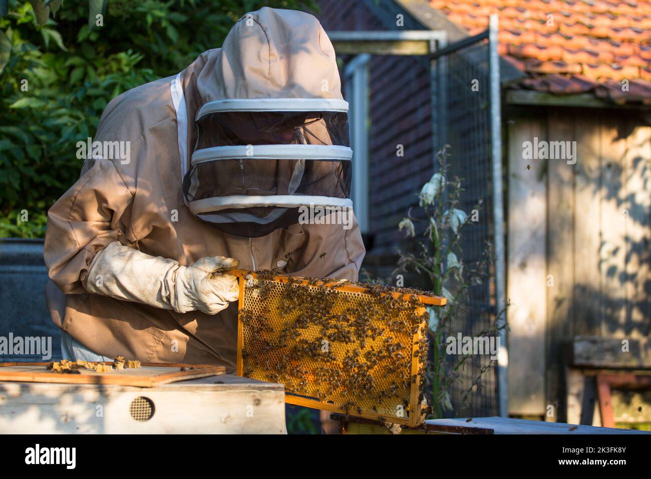 Beekeeper with a mask inspecting a honeycomb Stock Photo - Alamy Beekeeper with a mask inspecting a honeycomb Stock Photo - Alamy
