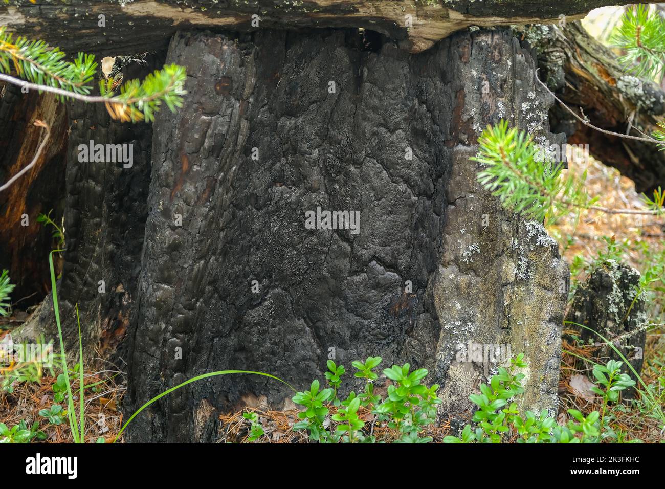 Charred trunks coniferous trees hi-res stock photography and images - Alamy