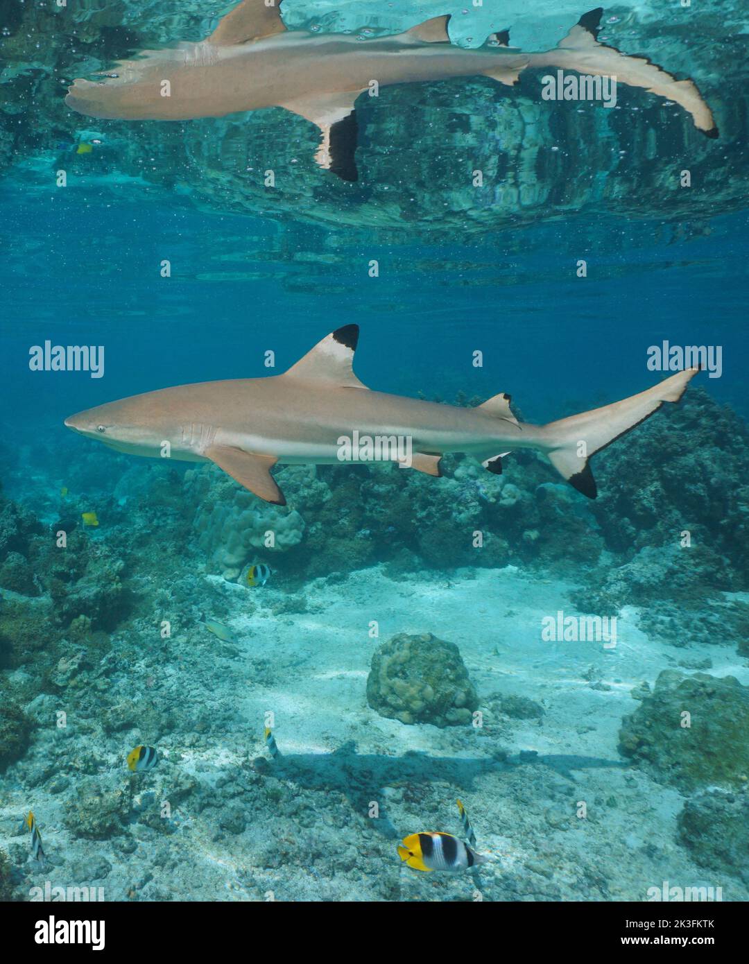 A blacktip reef shark underwater with reflection below water surface ...