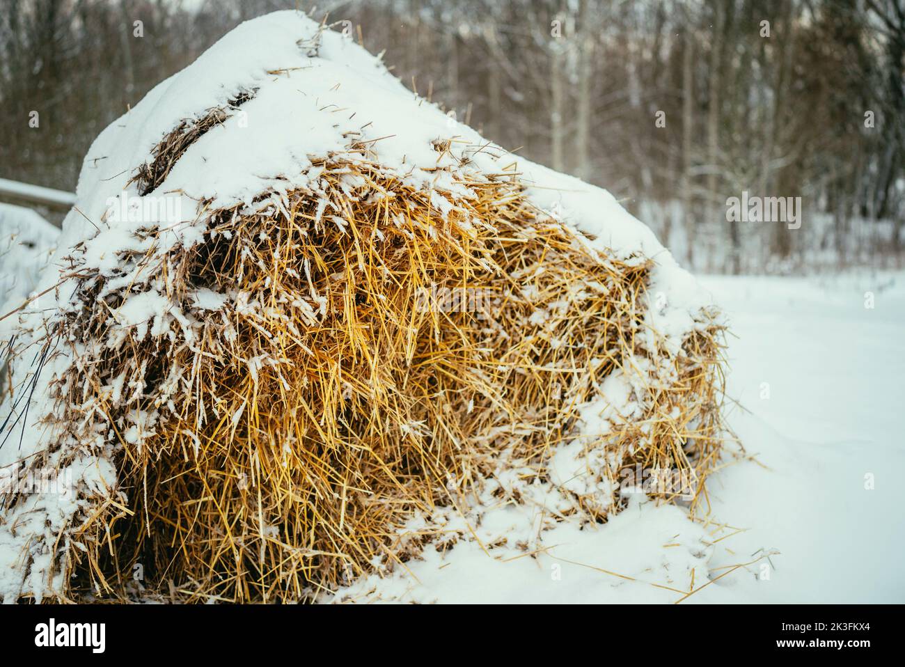 big stack of straw covered with snow in winter on a cold day Stock ...
