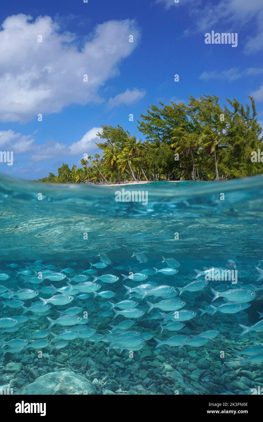 Tropical sea shore with a school of fish (flagtail), split level view ...