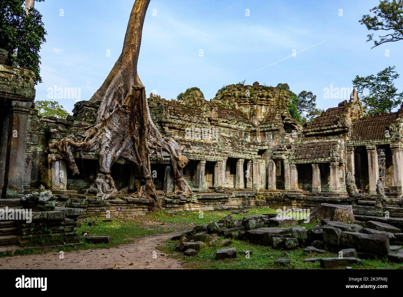 Cambodia. Siem Reap. The archaeological park of Angkor. Tree root of ...