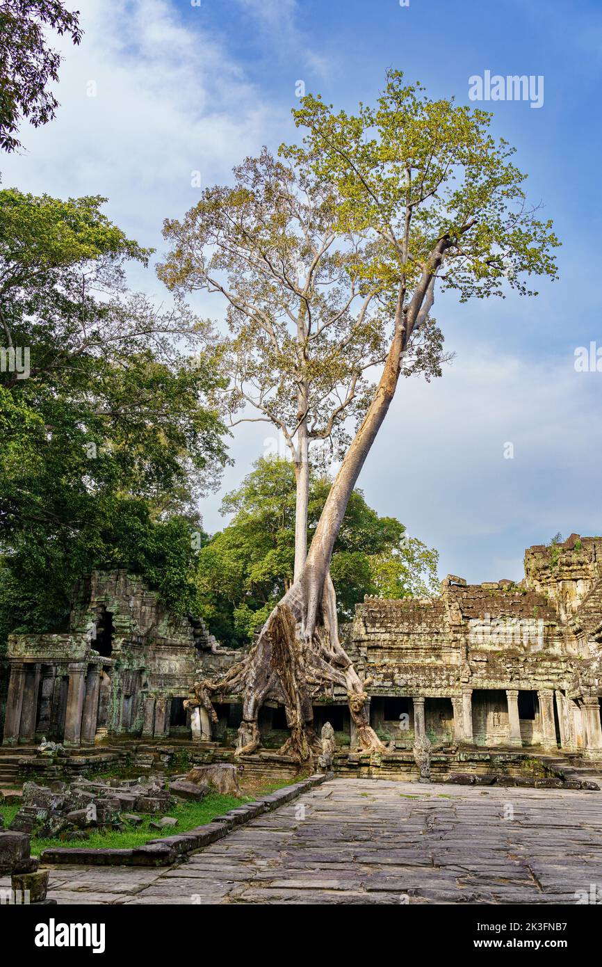 Cambodia. Siem Reap. The archaeological park of Angkor. Tree root of ...