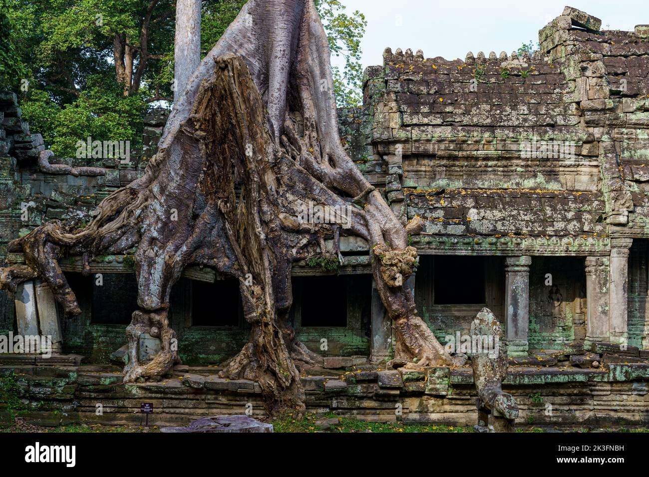 Cambodia. Siem Reap. The archaeological park of Angkor. Tree root of ...