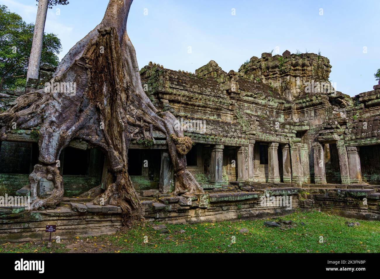 Cambodia. Siem Reap. The archaeological park of Angkor. Tree root of ...