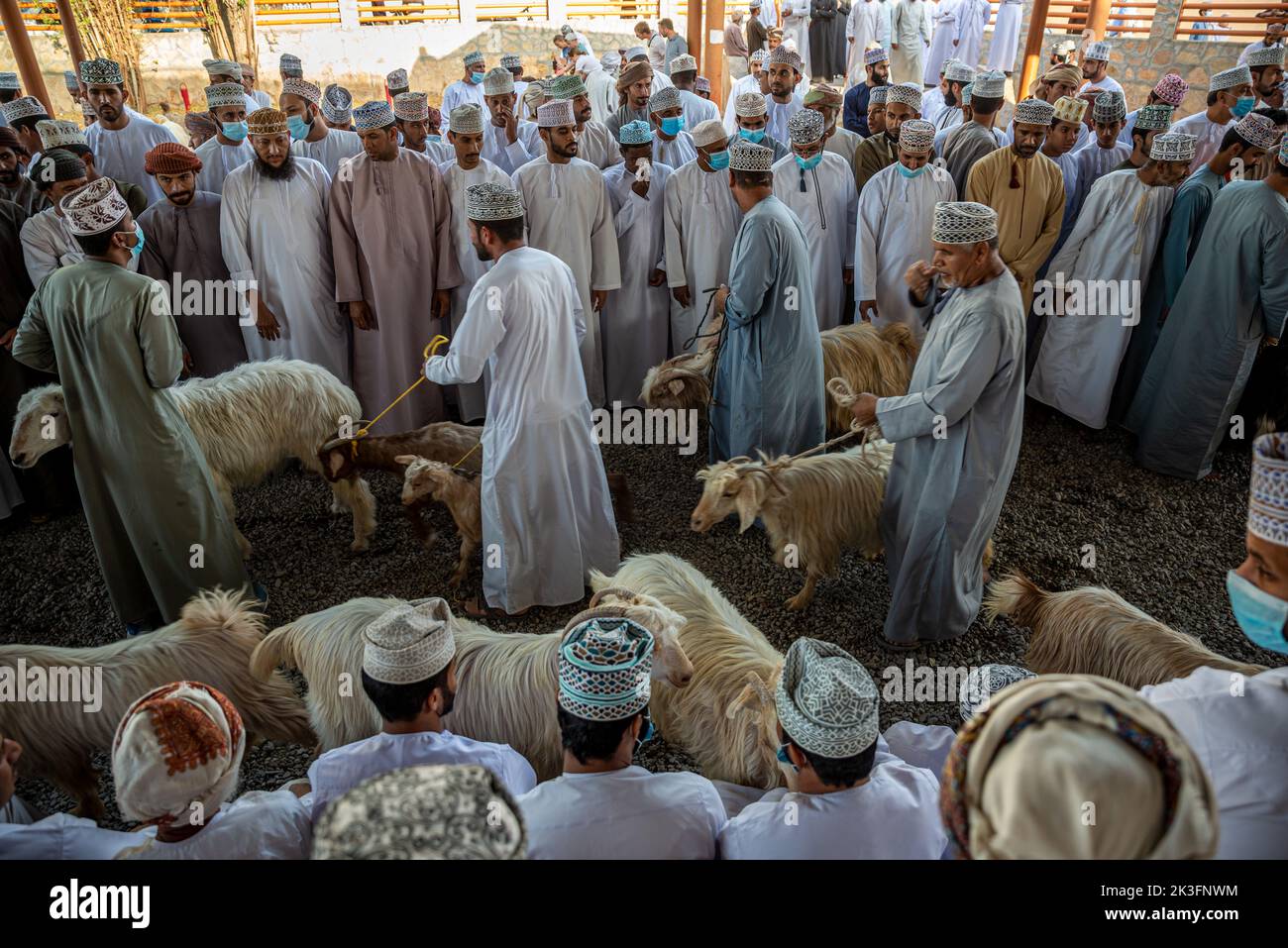 Selling goats at the friday morning cattle market, Nizwa, Oman Stock ...